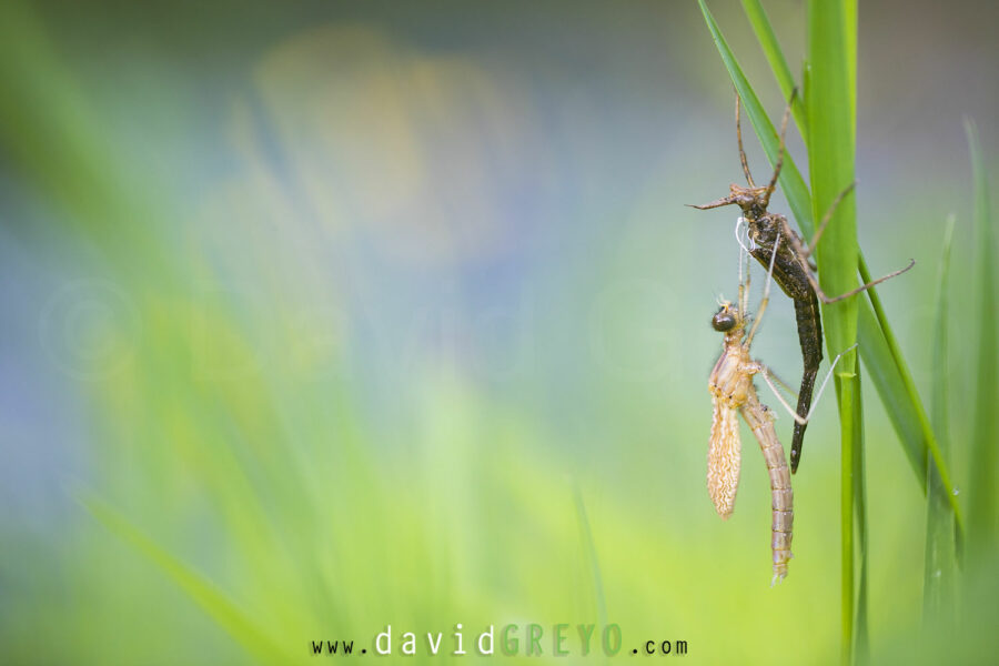 Émergence d'une libellule - David Greyo - Photographe suisse à Echallens